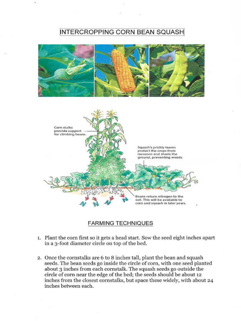 Intercropping Page | PDF