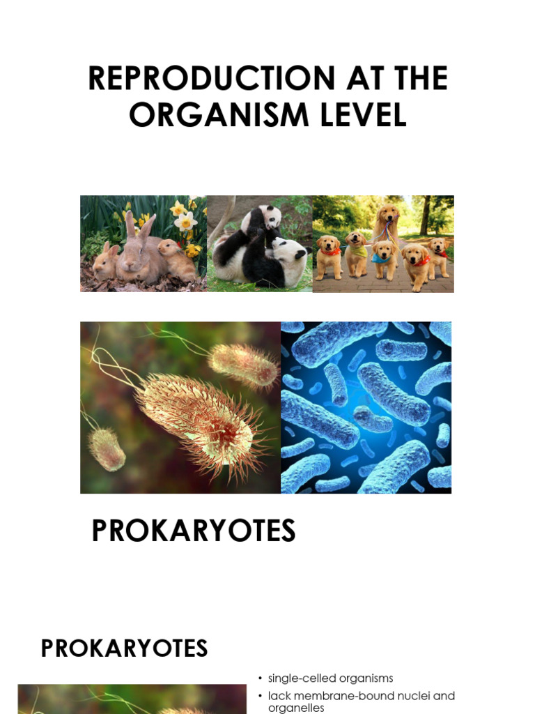 1 Prokaryotes, Protists, Fungi Reproduction | PDF | Prokaryote | Sexual ...