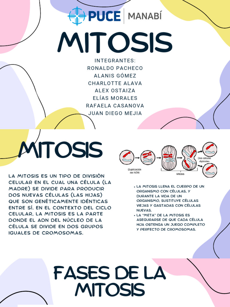 MITOSIS | PDF | Mitosis | Biología Molecular