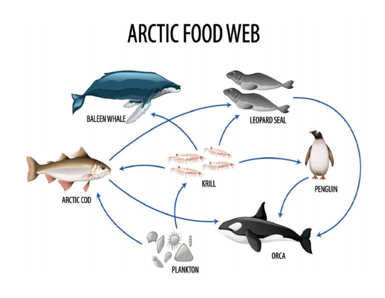 Food Web | PDF