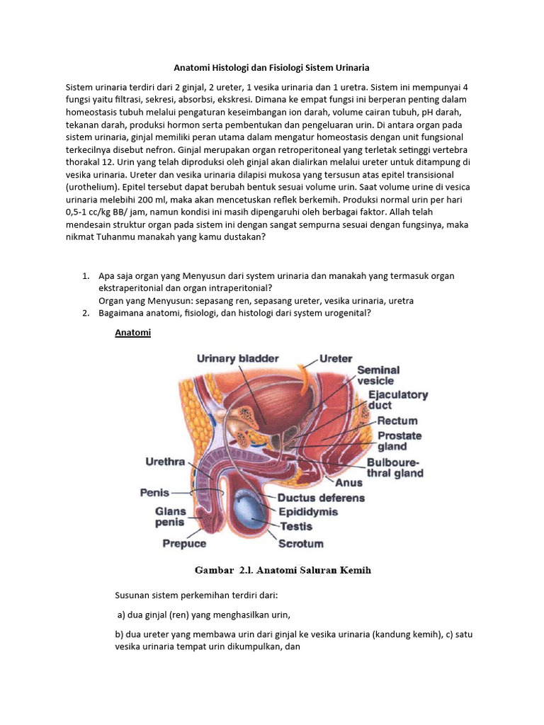 LBM 1 Uro-Talitha | PDF