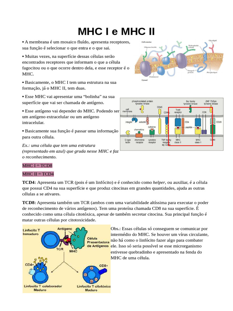 MHC I e MHC Ii | PDF | Timo | Complexo principal de histocompatibilidade