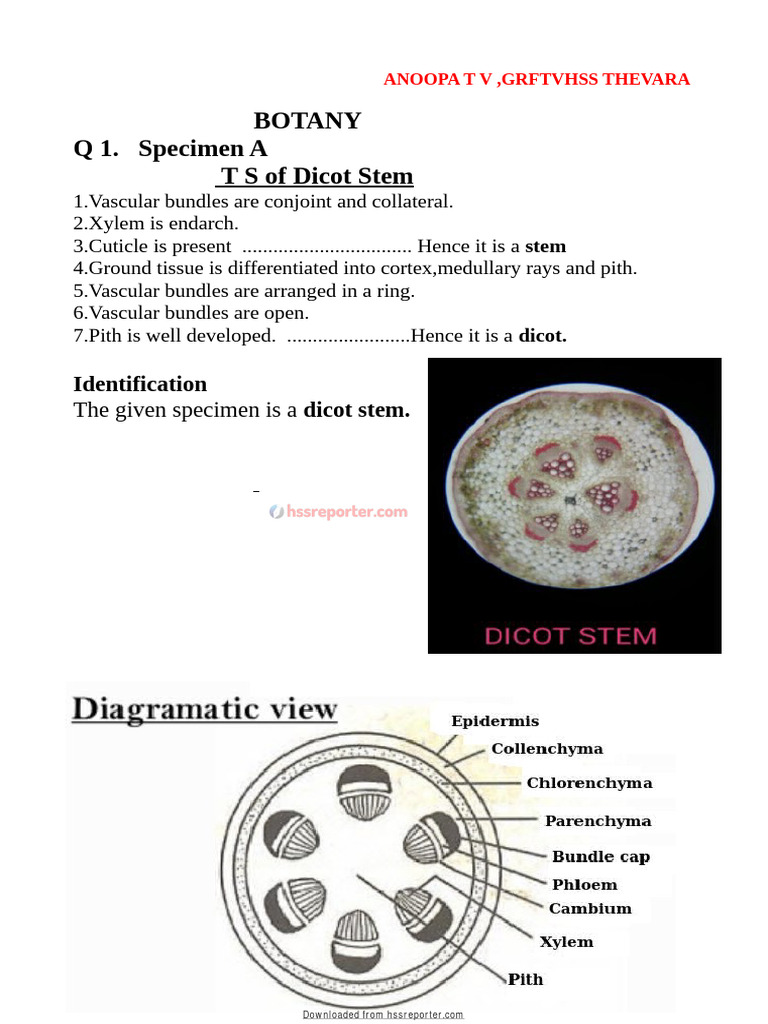 Botany and Zoology Study Guide | PDF | Plant Stem | Anatomy