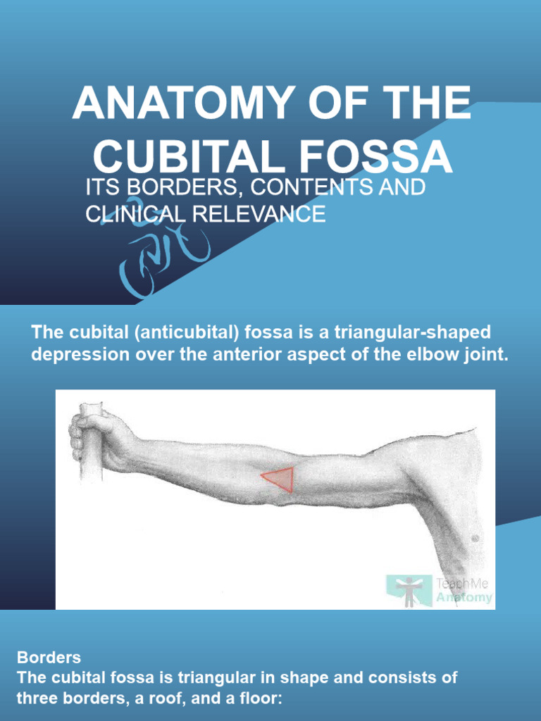 Anatomy of the Cubital Fossa | PDF | Elbow | Musculoskeletal System