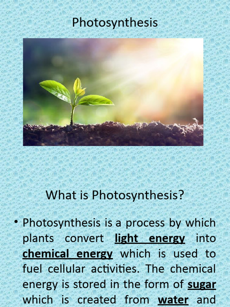 Understanding Photosynthesis for Grade 9 | PDF | Leaf | Photosynthesis