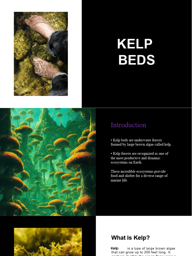 5th Kelp Beds | PDF | Conservation Biology | Oceans