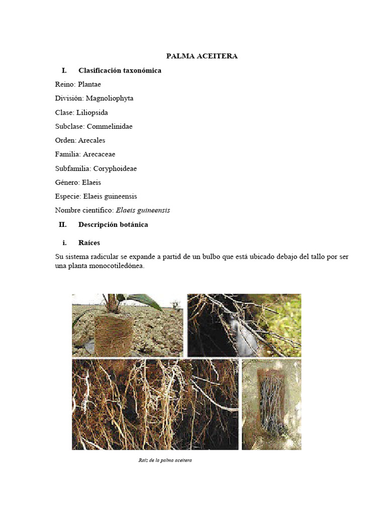 Botanica Informe de Botanica, Descripcion Taxonomica | PDF | Arecaceae ...