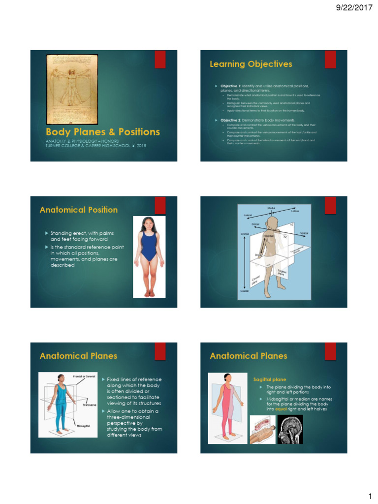 01-Anatomical Positions 2017 | PDF