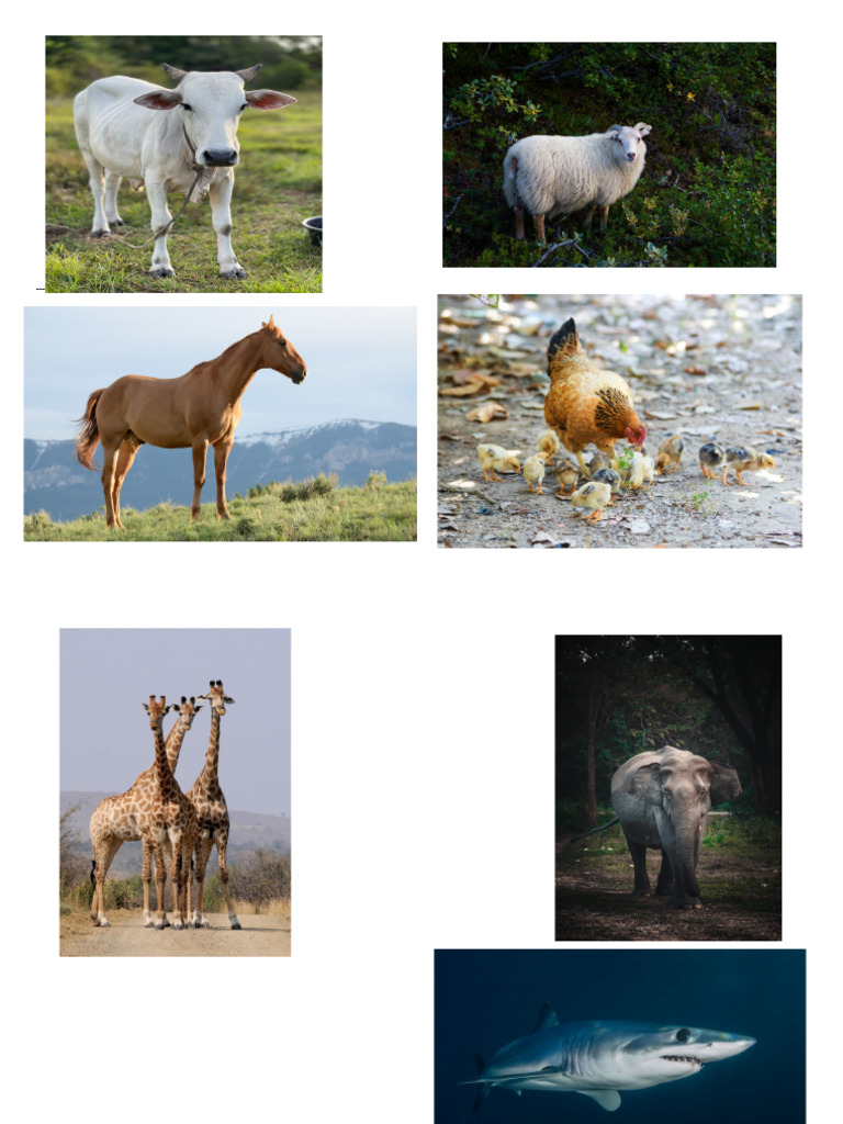 ANIMALS CHART | PDF