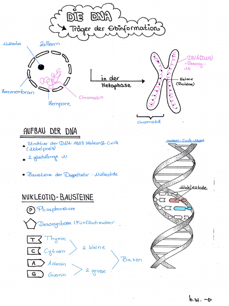 Struktur und Bausteine der DNA | PDF