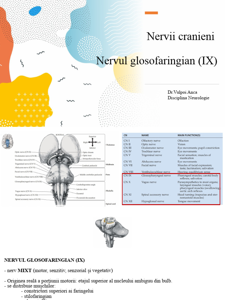 Stagiul 9 - Nervii Cranieni IX, X, XI, XII | PDF
