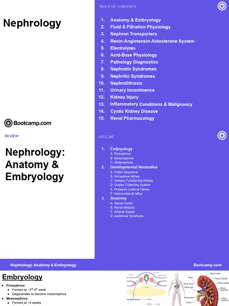 Nephrology | PDF | Kidney | Kidney Disease