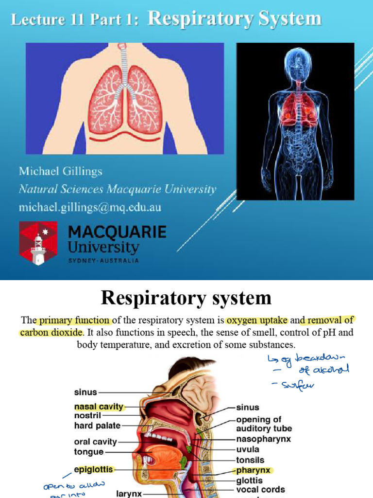 L11 Respiratory and Skeletal Systems 2 | PDF | Bone | Skin