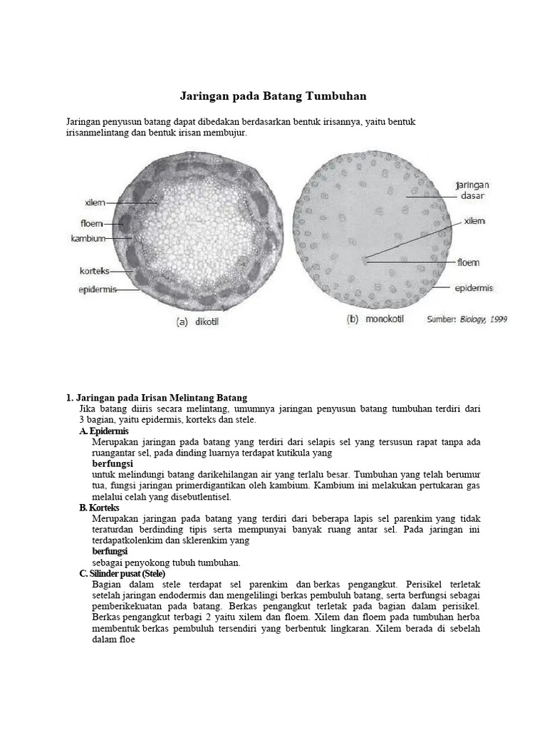 Struktur Jaringan Batang Tumbuhan | PDF | Sains & Matematika