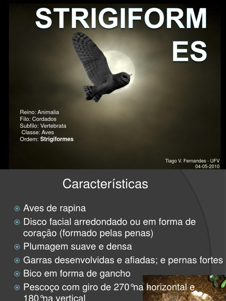 Características das Aves Strigiformes | PDF | Aves | Paravianos