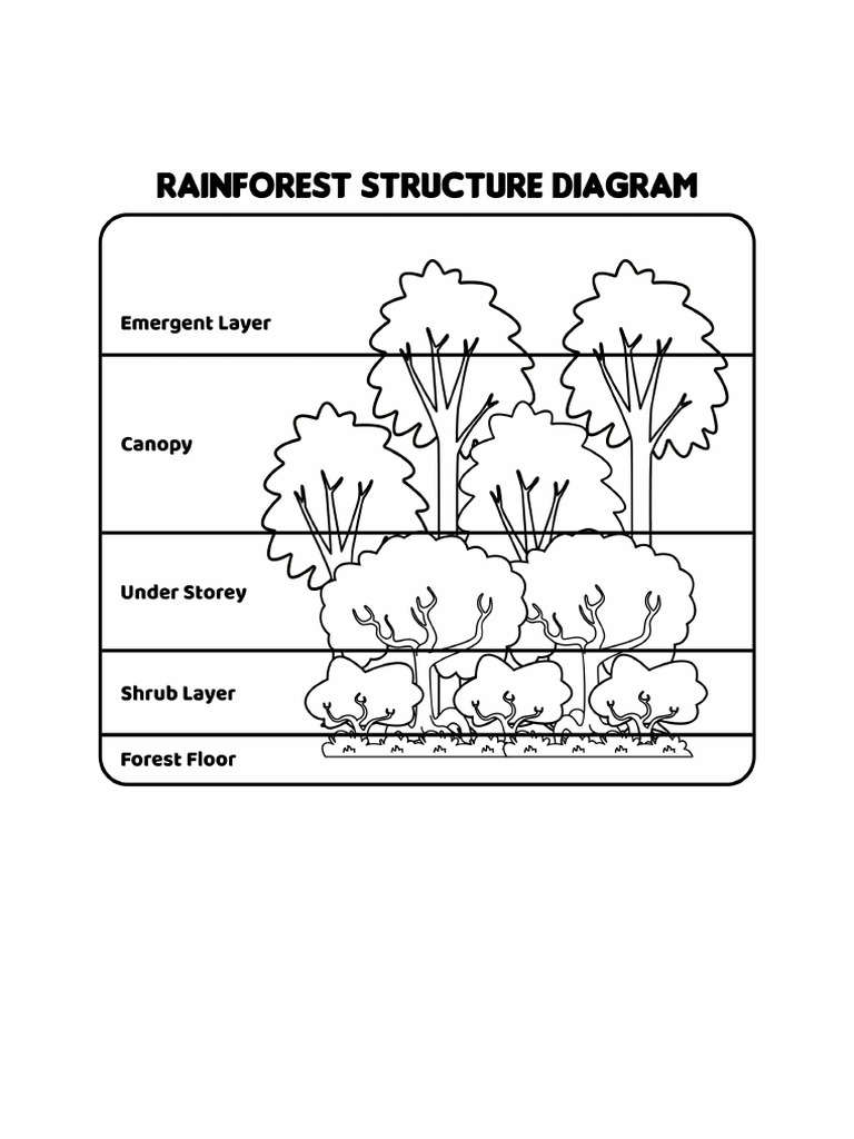 Rainforest Structure Diagram - 429573.png | PDF