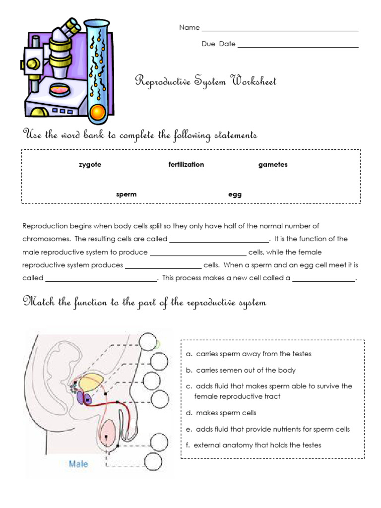 Reproductive System Study Guide | PDF