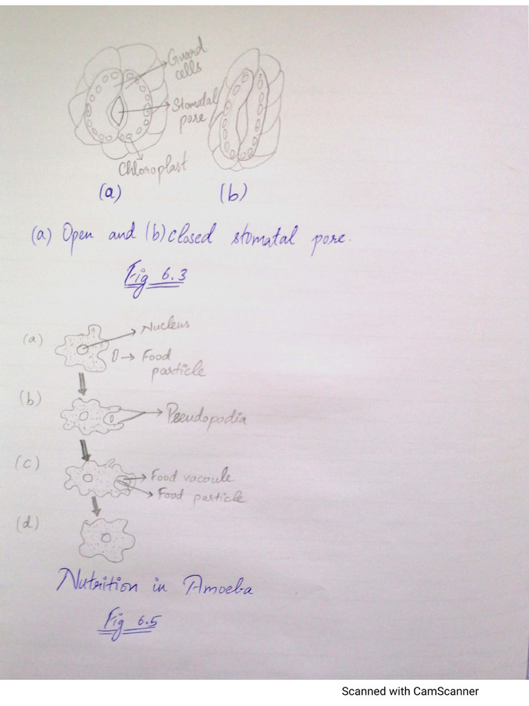 10 Biology Notes | PDF