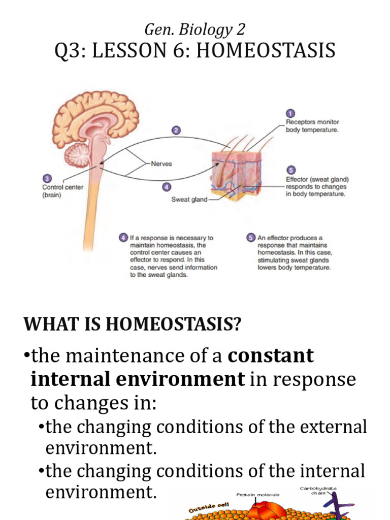 Lesson 6 Homeostasis - Feedback Mechanisms | PDF