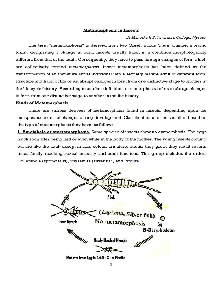 2.metamorphosis in Insects-O e Word 2013-14 | PDF | Pupa | Insects