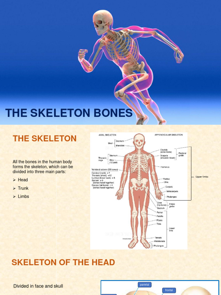 the skeleton ppt | PDF | Vertebral Column | Skeleton