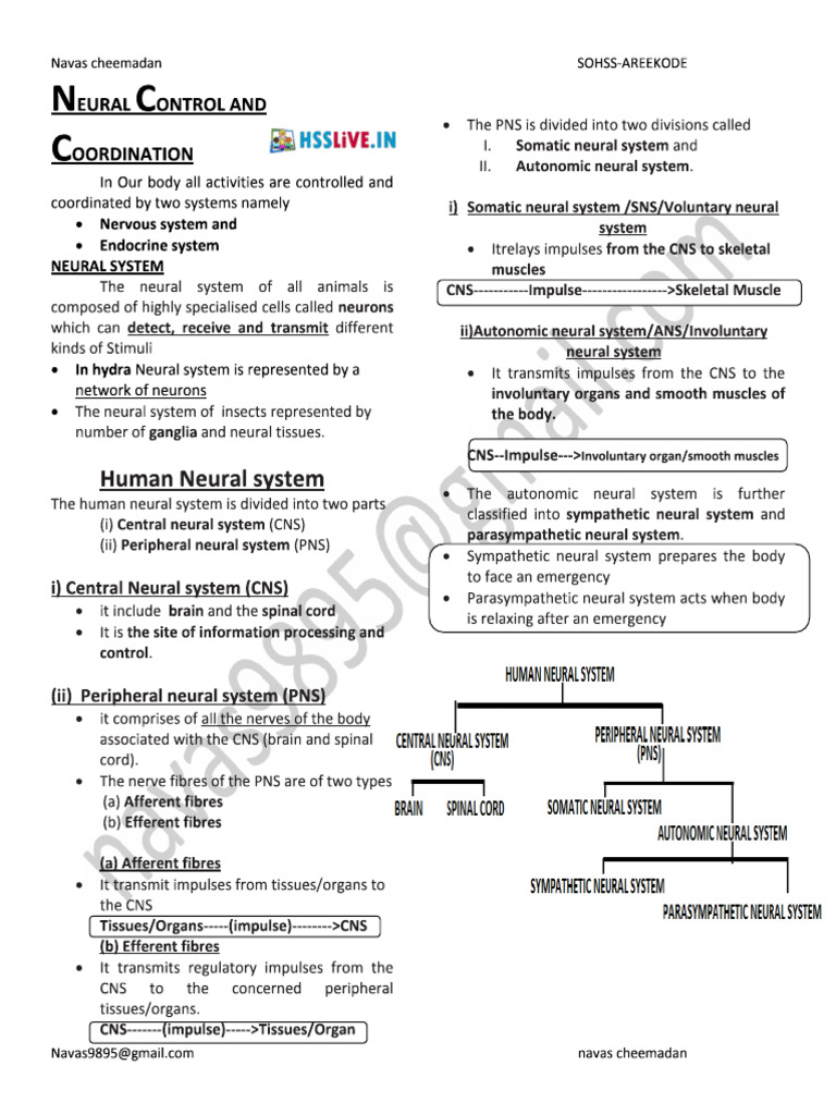 Hsslive XI Zoology CH 9 Neural | PDF