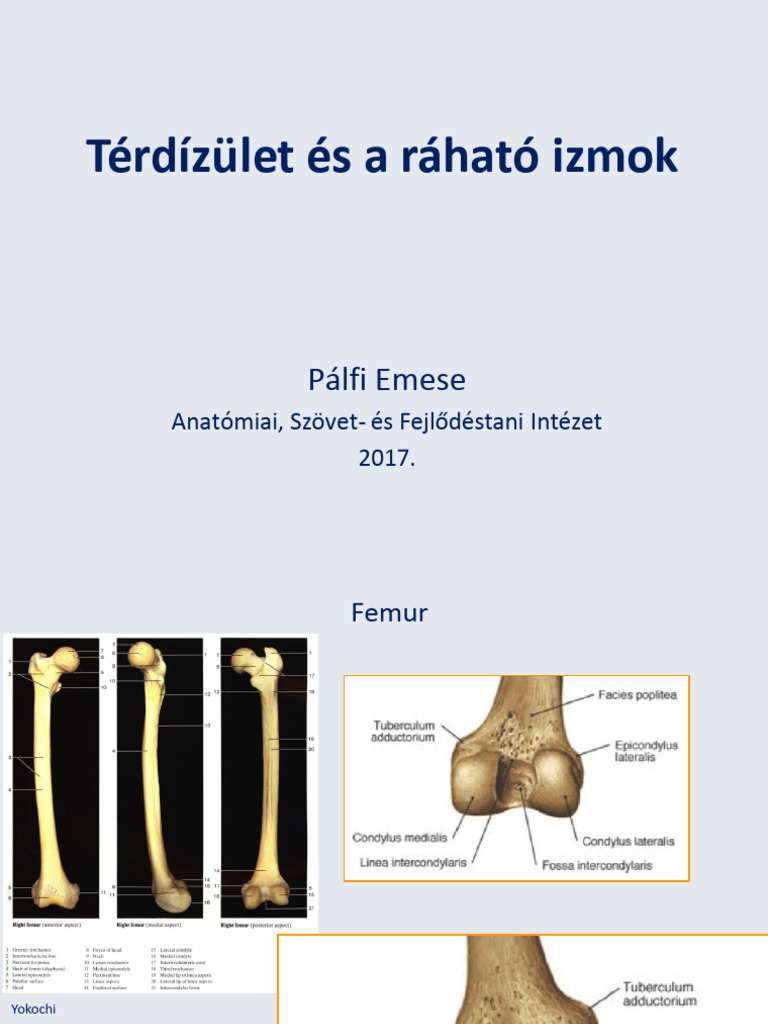 Térdizulet Pálfi | PDF