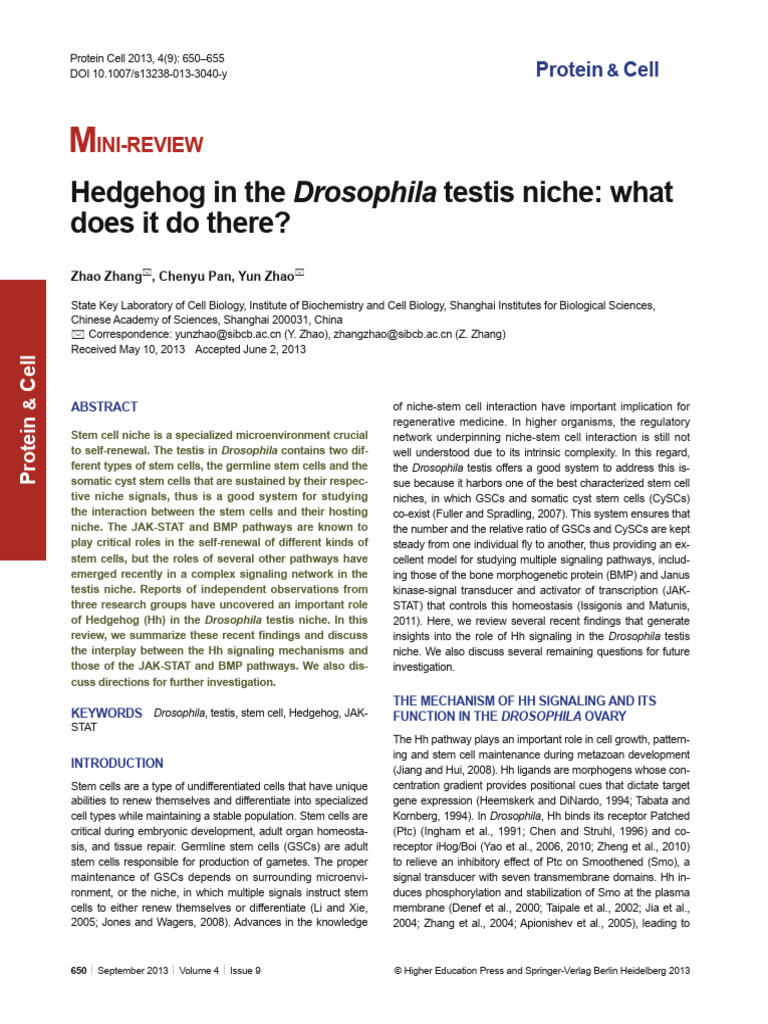 Hedgehog in The Drosophila Testis Niche - What Does It Do There? | PDF ...