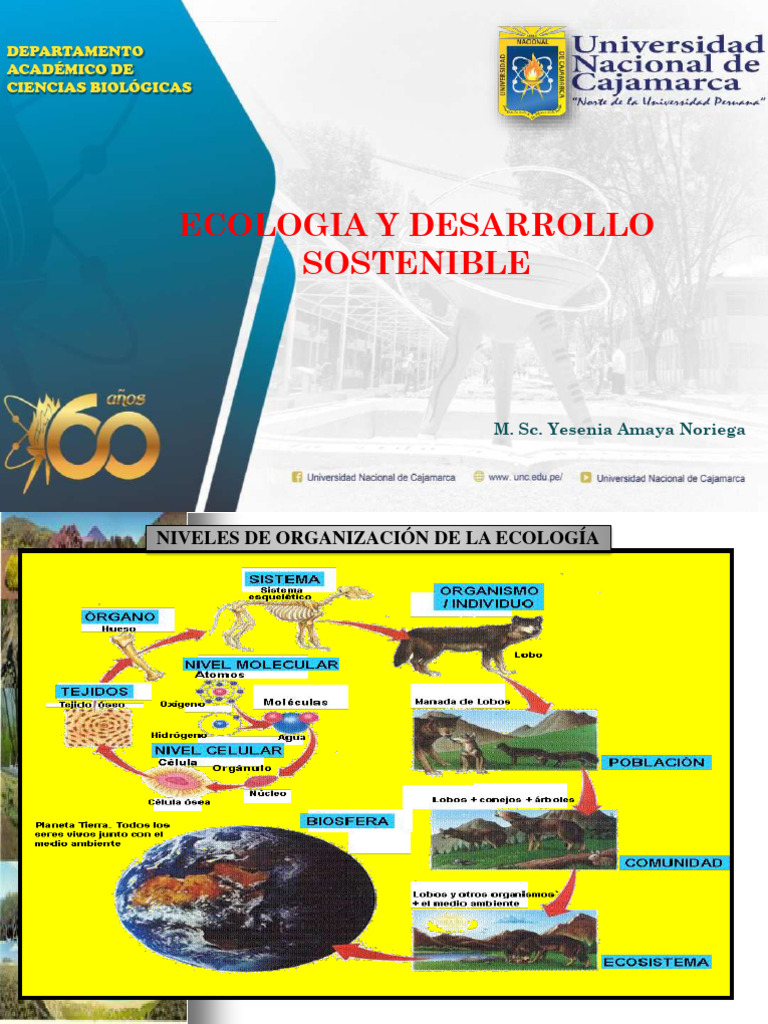 Niveles de Organizacion | PDF | Ecosistema | Ecología