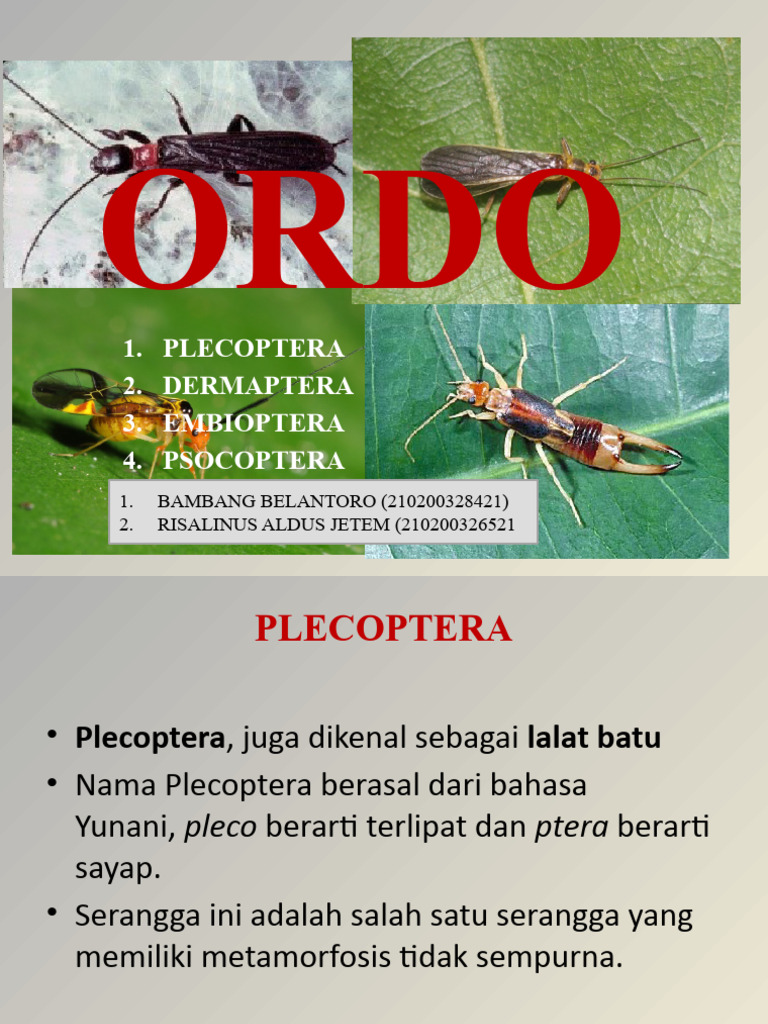 Mengenal Ordo Serangga: Plecoptera, Dermaptera, Embioptera, Psocoptera | PDF