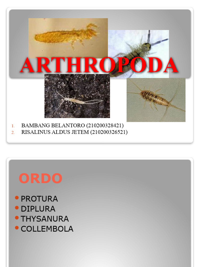ARTHROPODA | PDF