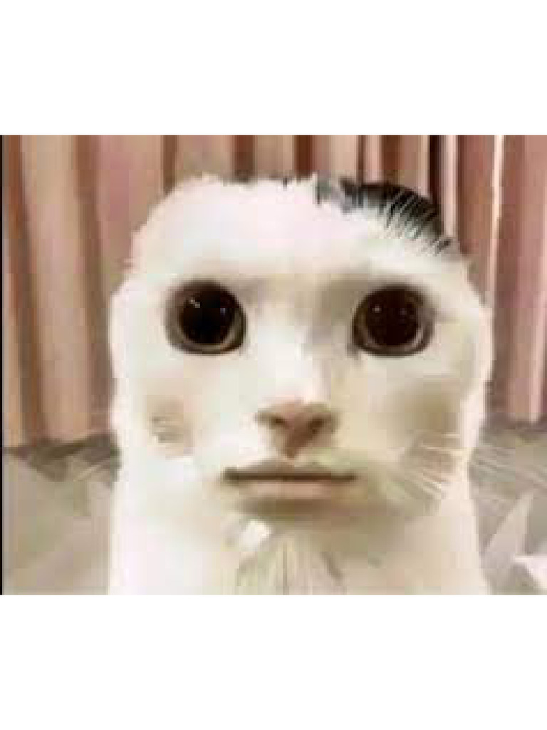 Cursed Staring Cat | PDF