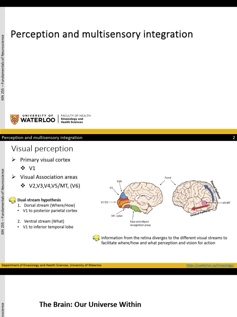 Lecture 15 - Cognition and Motor Integration | PDF | Visual Cortex | Executive Functions