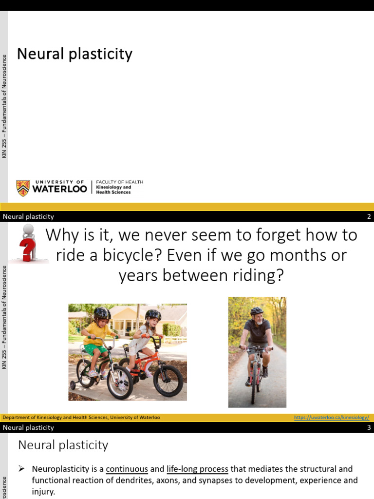 Neural Plasticity in Neuroscience | PDF | Synaptic Plasticity ...