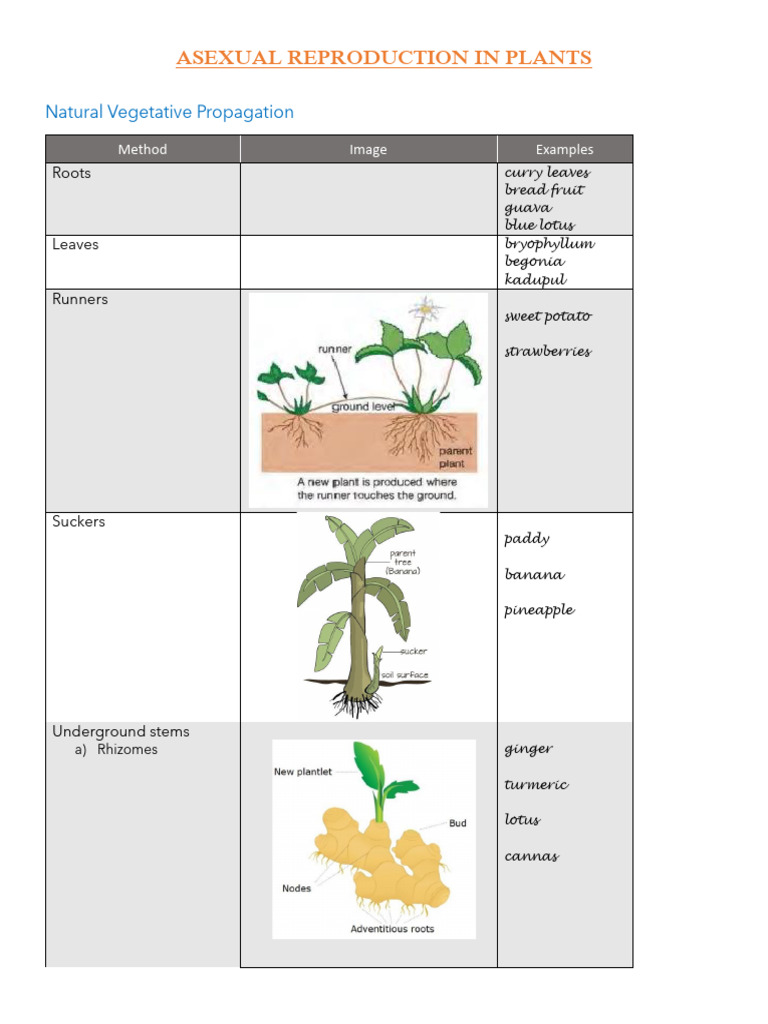 Asexual Plant Reproduction Methods | PDF