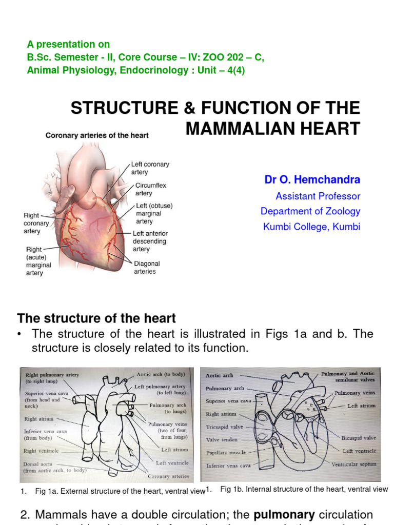 Structure and Function of Mammalian Heart | PDF | Heart | Heart Valve