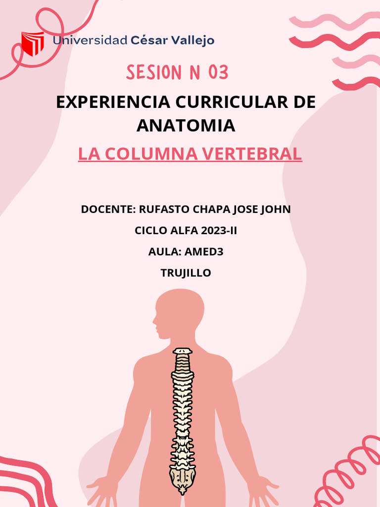 Anatomia -Columna Vertebral s3 | PDF | Vértebra | La columna vertebral