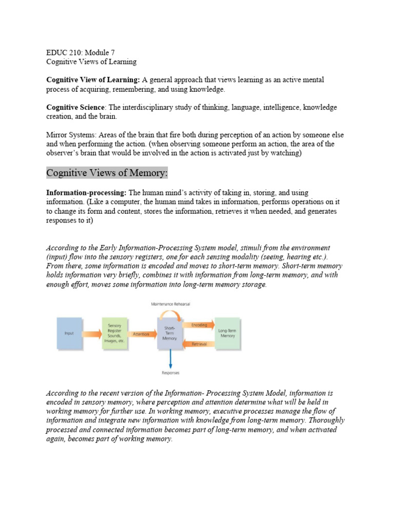 EDUC 210 - Module 7 Notes | PDF | Memory | Perception