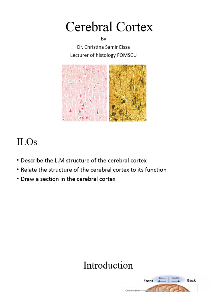 Cerebral Cortex | PDF