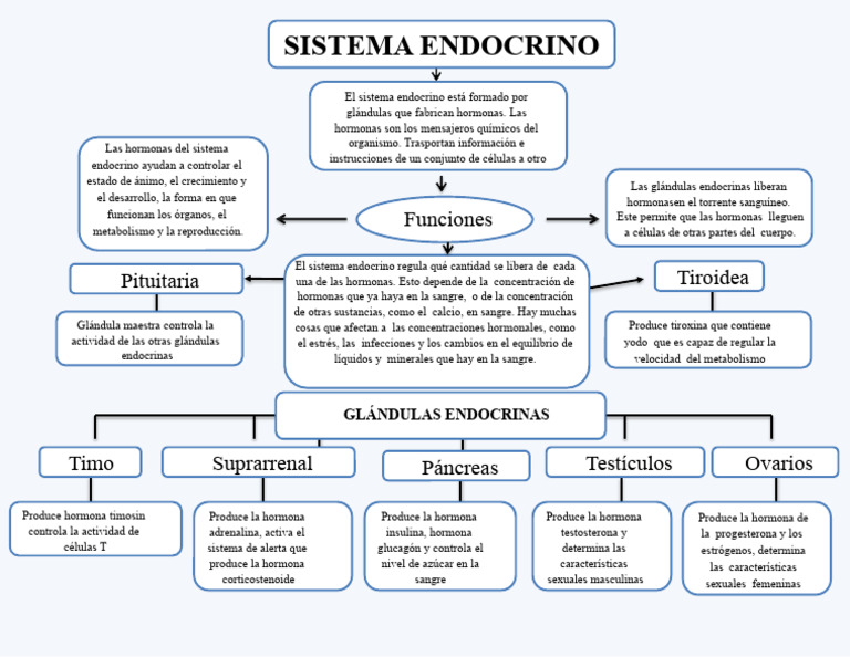 Mapa Conceptual Del Sistema Endocrino 3 | PDF | Sistema endocrino | Hormona