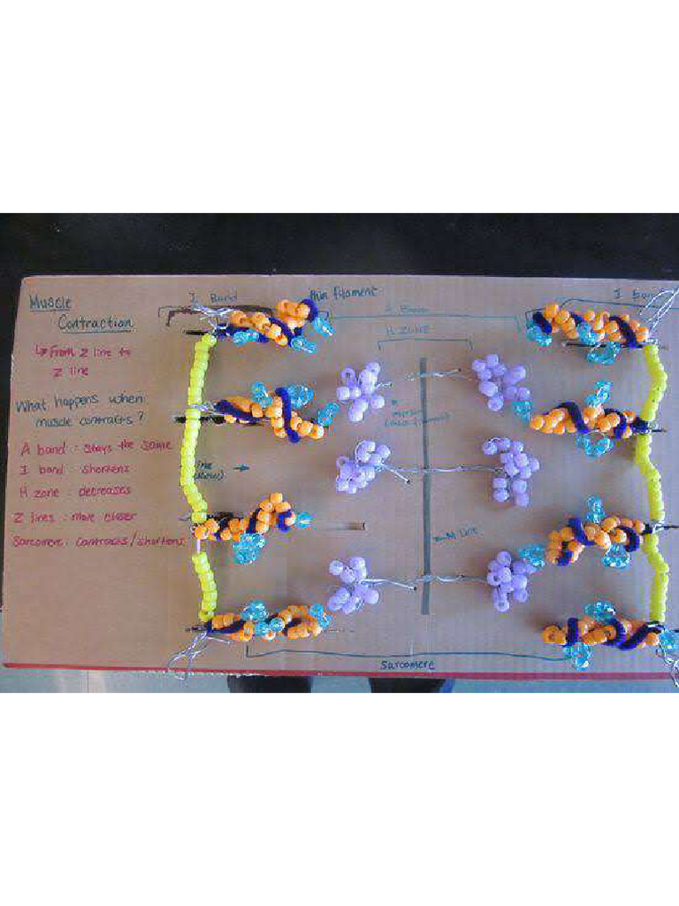 Muscle contraction | PDF