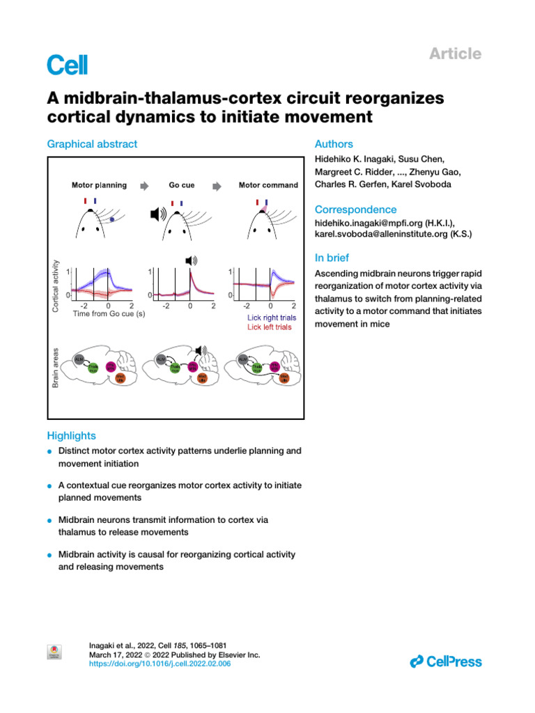 A Midbrain-Thalamus Cortex Circuits | Download Free PDF | Cerebral ...