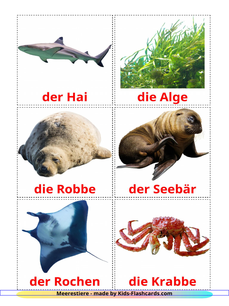 German Sea Animals Flashcards | PDF | Home & Garden | Wellness