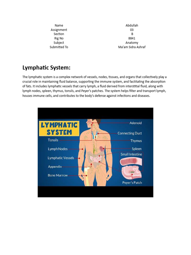 Assignment 03 (Anatomy) | PDF | Lymphatic System | Immune System