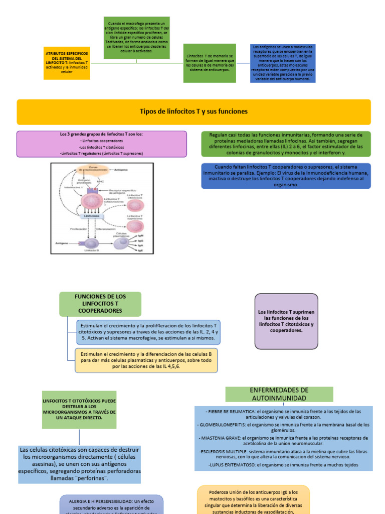 Mapas Fisio | PDF | Linfocitos | Coagulación