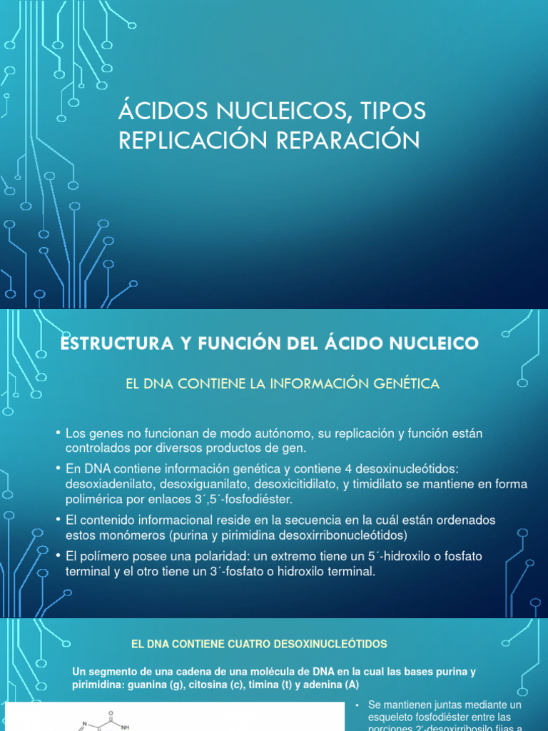 Tipos Replicacion Reparacion de Adn | PDF | Adn | Cromatina