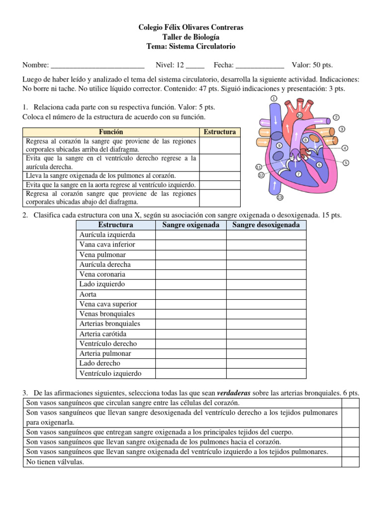 Actividades sobre el Sistema Circulatorio | PDF | Sistema circulatorio ...
