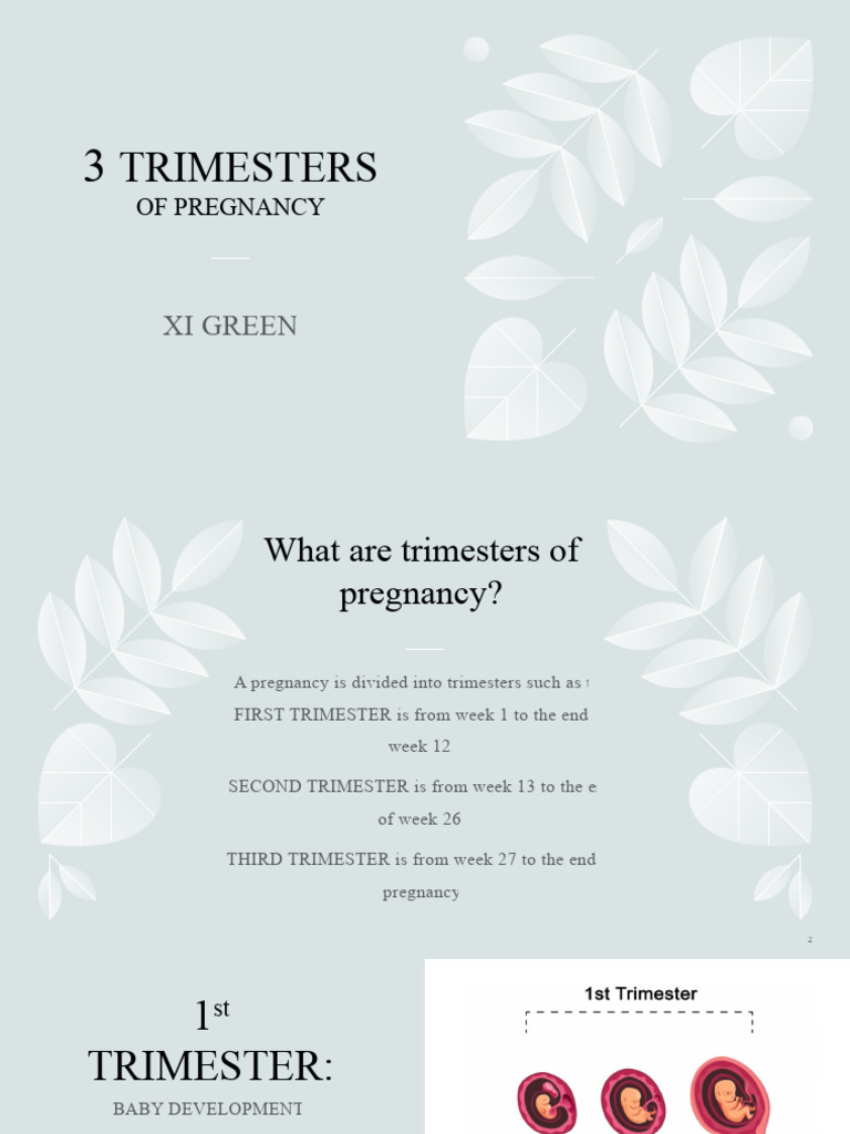 3 Trimesters | PDF | Pregnancy | Fetus