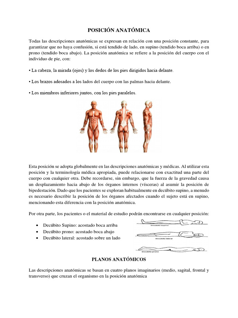 Posición Anatómica | PDF | Términos anatómicos de ubicación | Anatomía