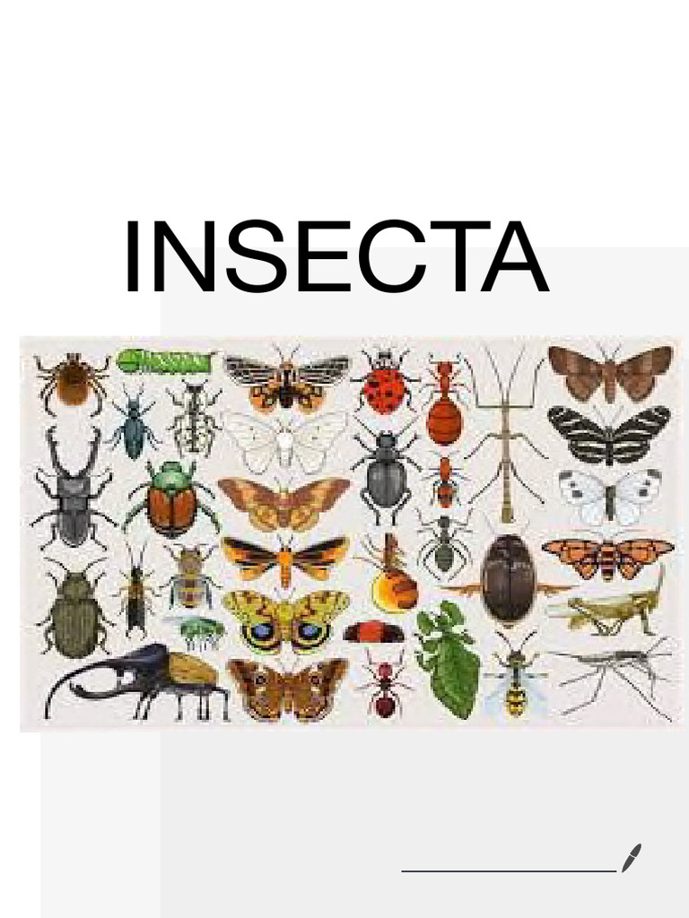 Insecta | PDF